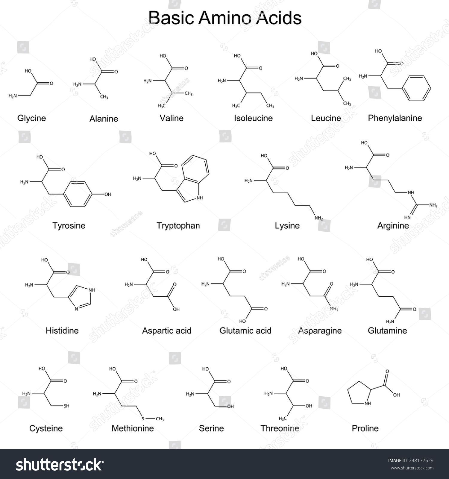 Skeletal Structures Basic Amino Acids 2d Stock Vector (Royalty Free ...