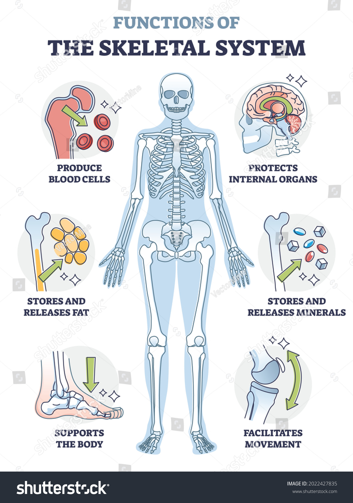 Skeletal System Functions Bone Anatomical Functionality Stock Vector ...