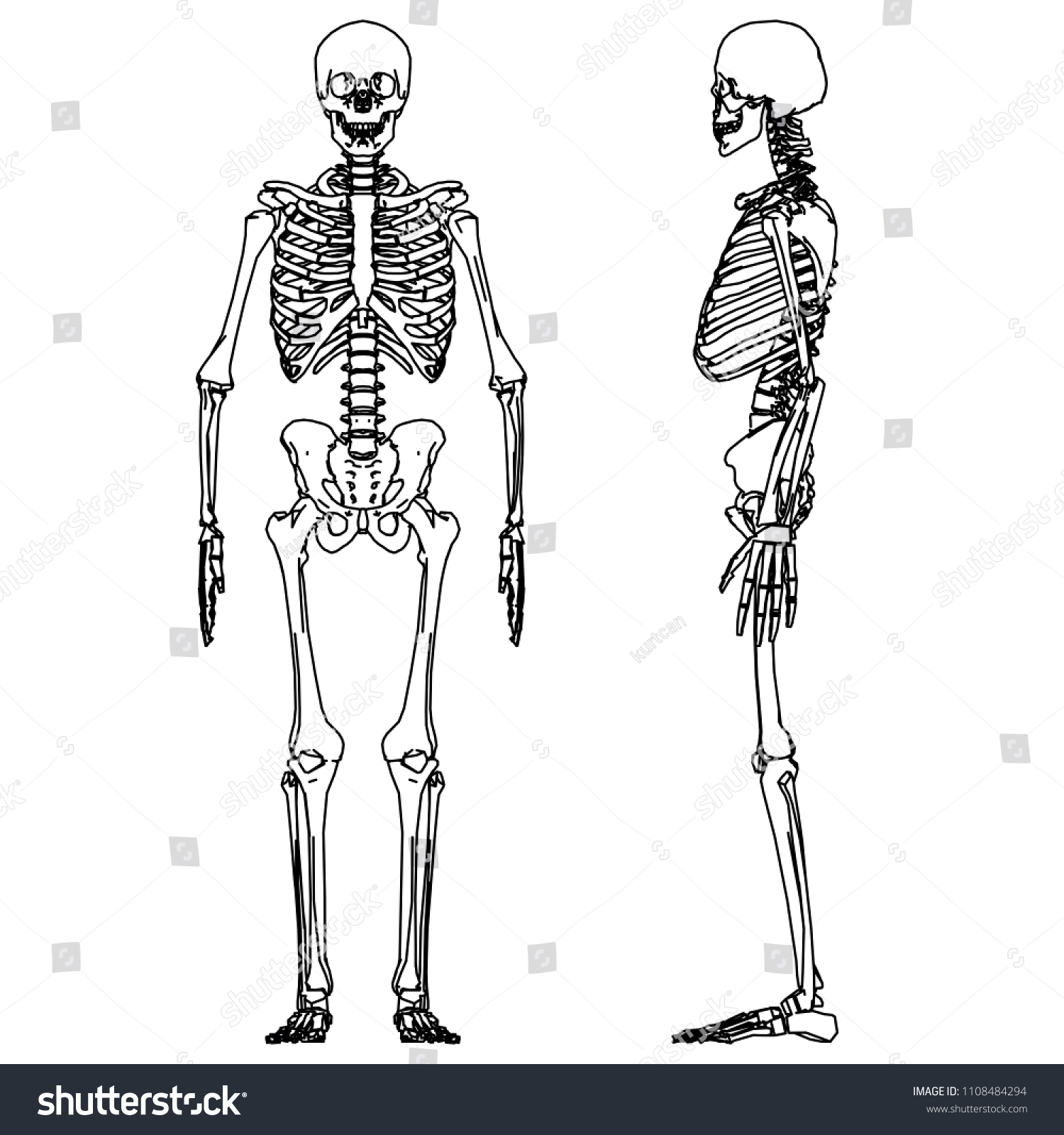 Vektor Stok Skeleton Human Anatomy Vector Skeleton Isolated (Tanpa ...