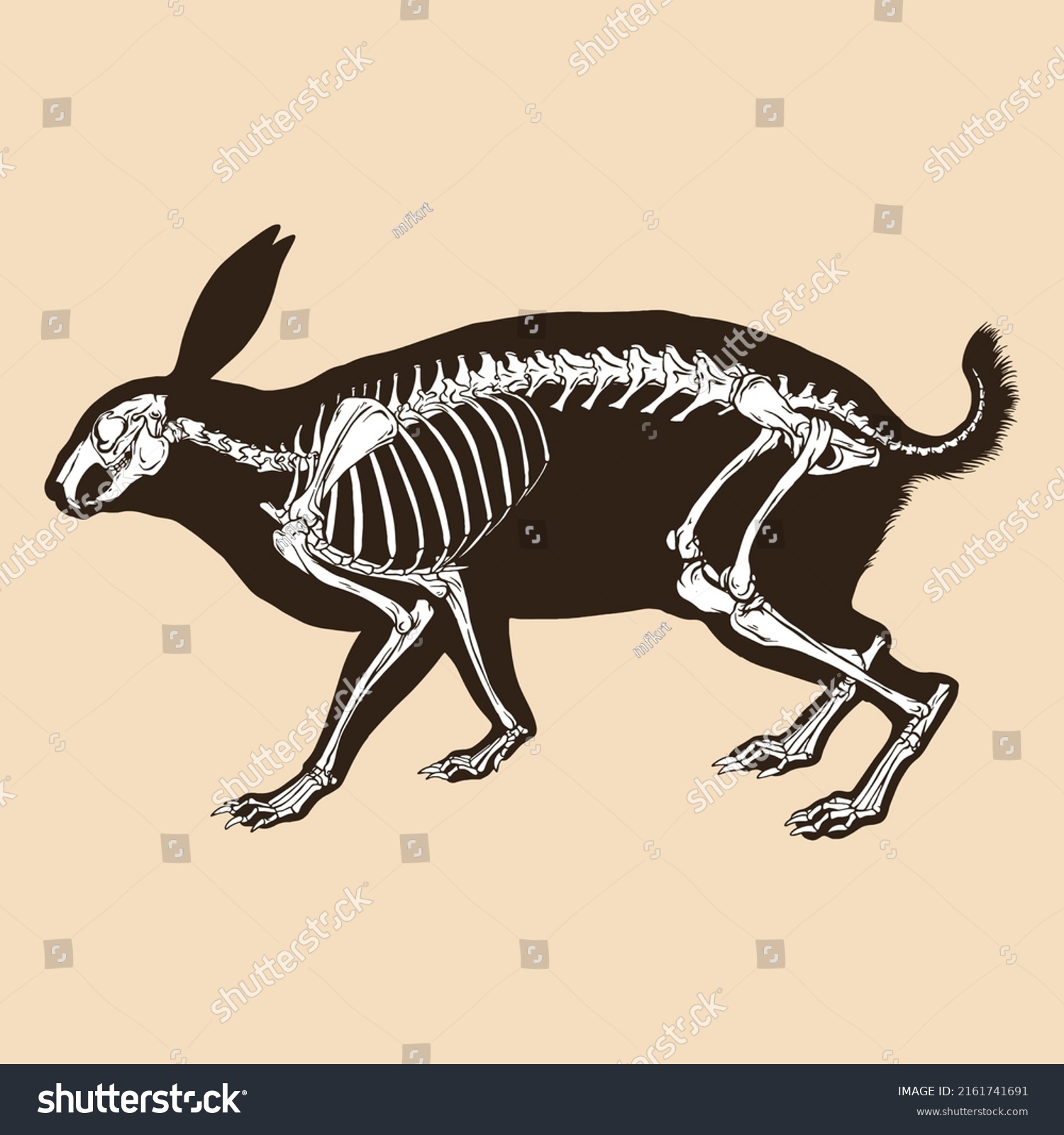 Skeleton Rabbit Vector Illustration Animal Stock Vector (Royalty Free ...