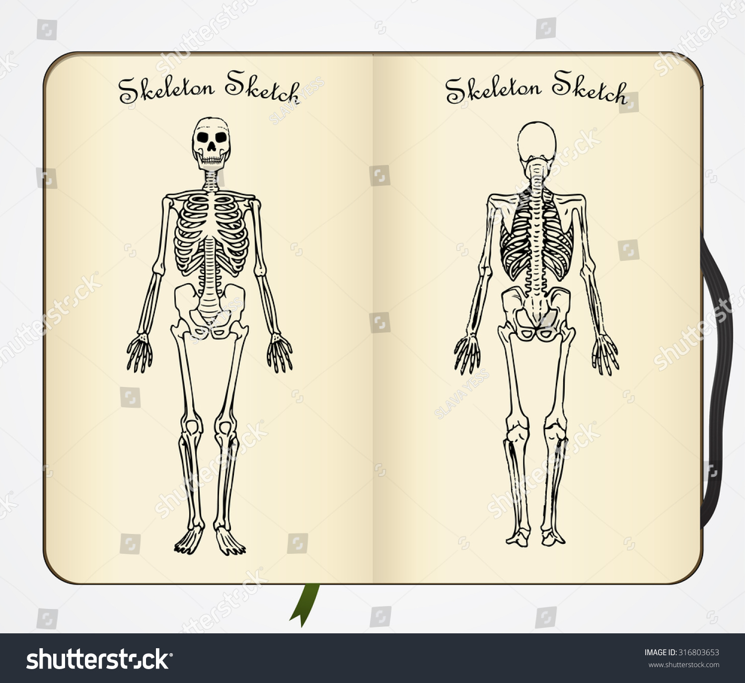 Skeleton Sketch Vector Front Back View: vetor stock (livre de direitos ...