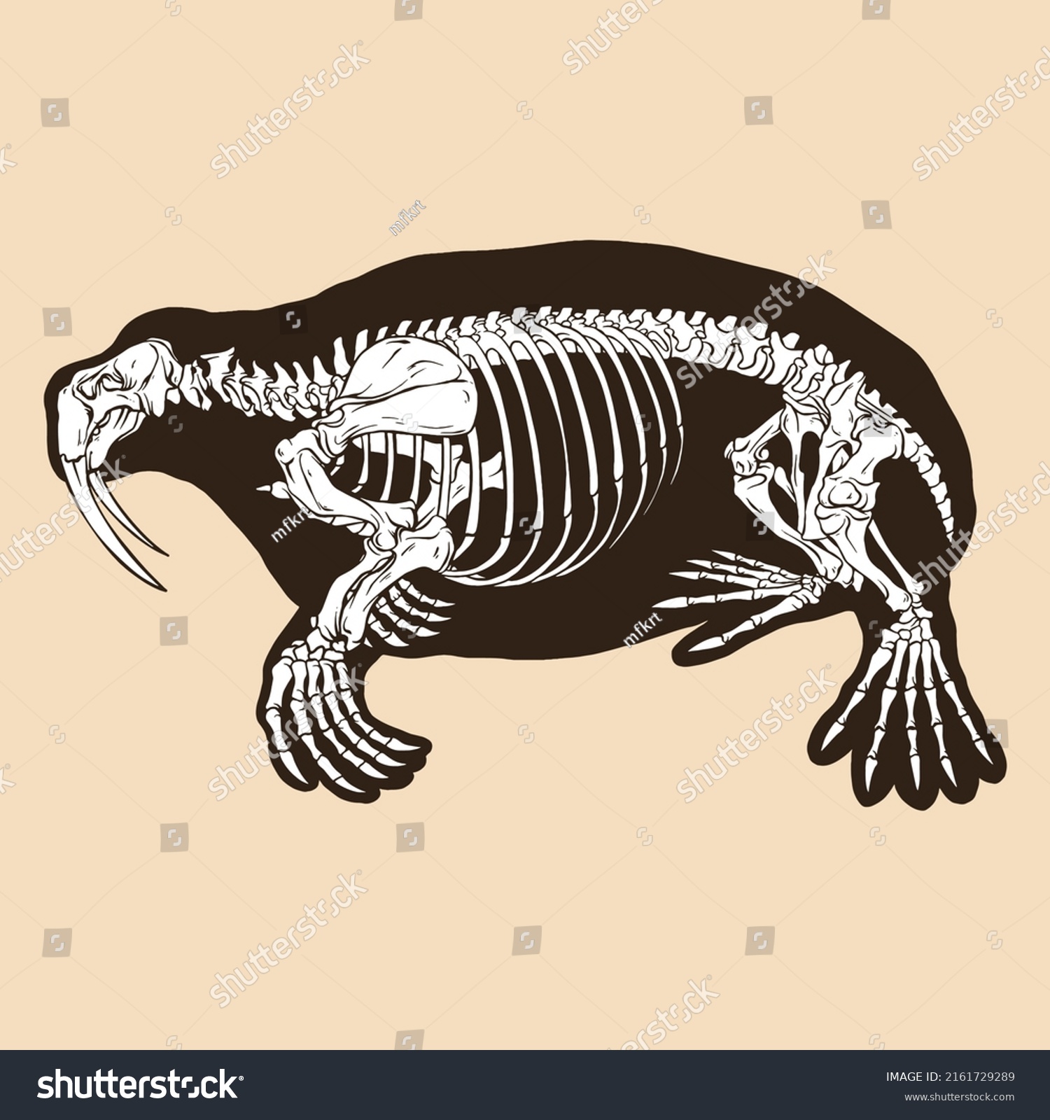 Skeleton Walrus Vector Illustration Animal Stock Vector (Royalty Free ...