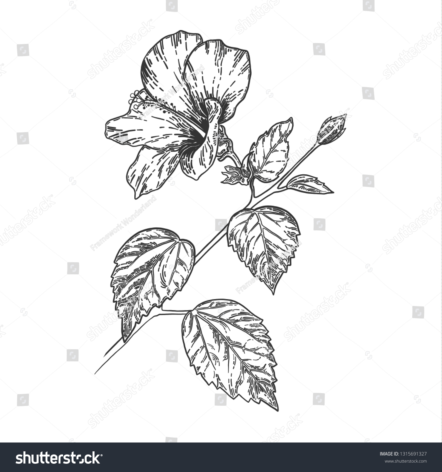 Sketch Hand Drawing Hibiscus Flower Line 库存矢量图(免版税)1315691327