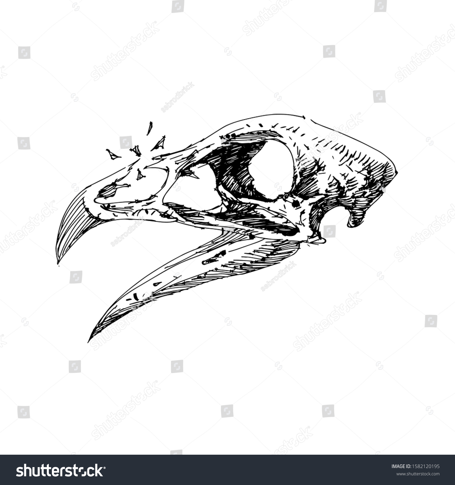 Sketch Chicken Skull Vector Artwork: เวกเตอร์สต็อก (ปลอดค่าลิขสิทธิ์ ...