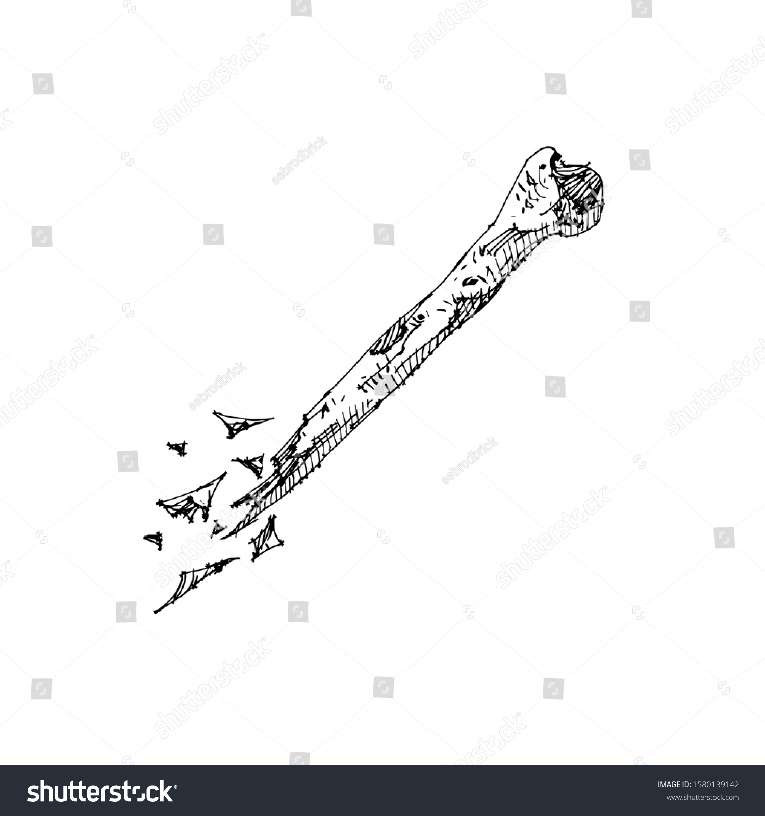 Sketch Human Bone Vector Artwork Stock Vector (Royalty Free) 1580139142 ...
