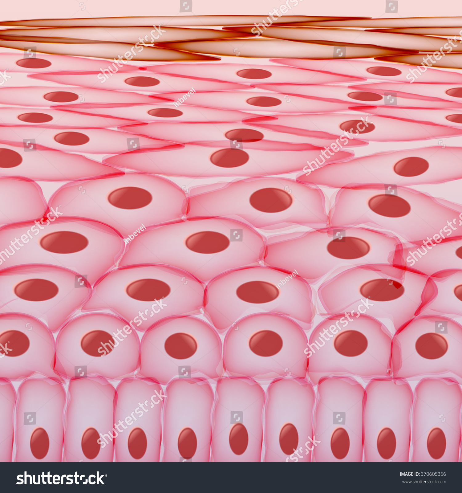 2,118 Pigment cells skin Images, Stock Photos & Vectors | Shutterstock