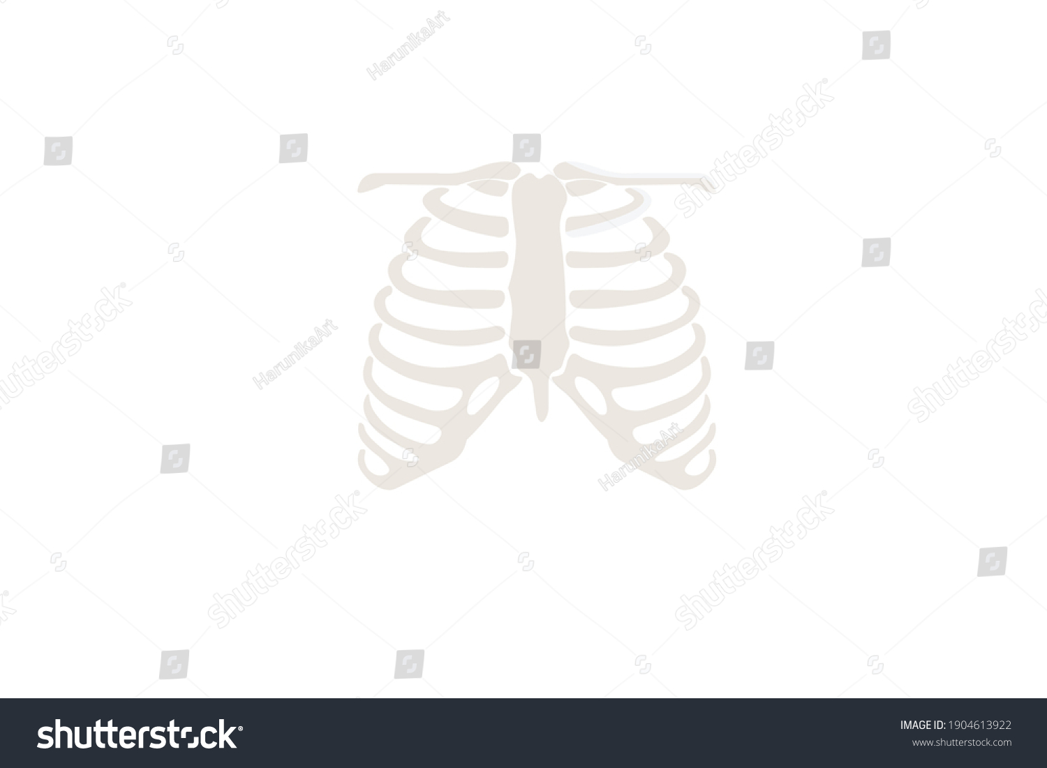 Skull Skeleton Human Rib Vector Illustration Stock Vector (Royalty Free ...
