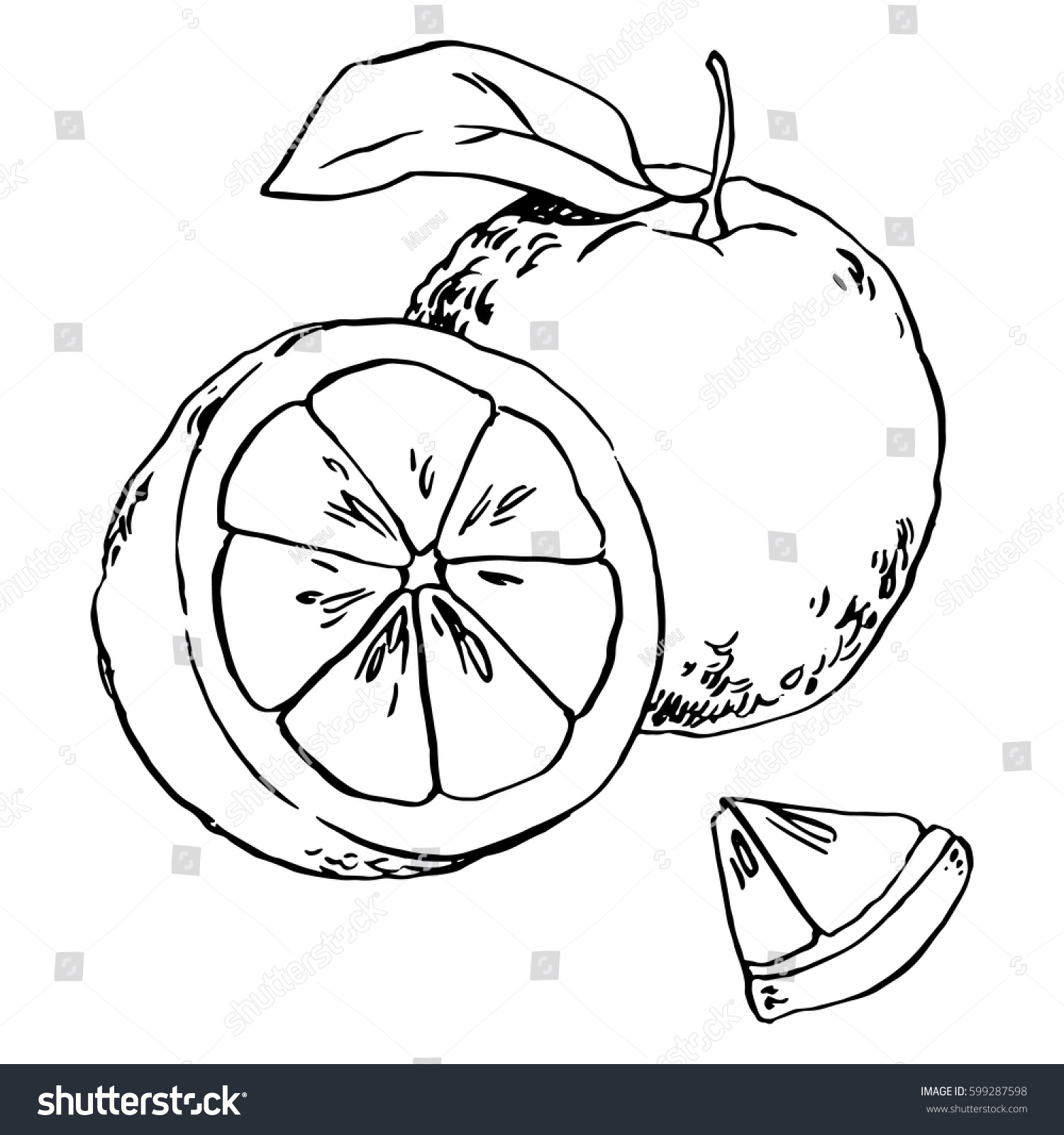 Sliced Orange Vector Sketch Drawing Stock Vector (Royalty Free) 599287598