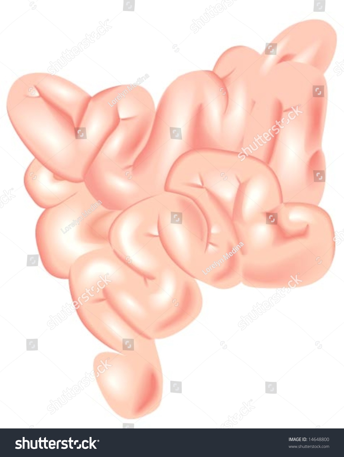 Intestino pequeño - Vector: vector de stock (libre de regalías) 14648800