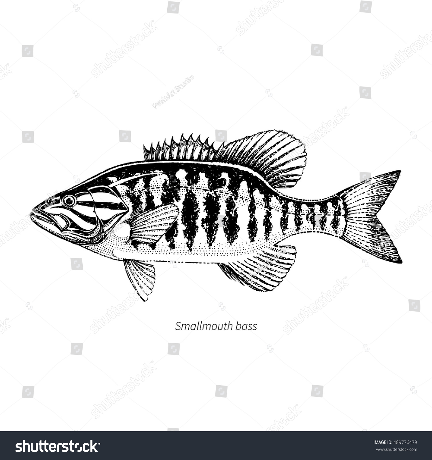 Smallmouth Bass Hand Drawn Outline Vintage Stock Vector 489776479