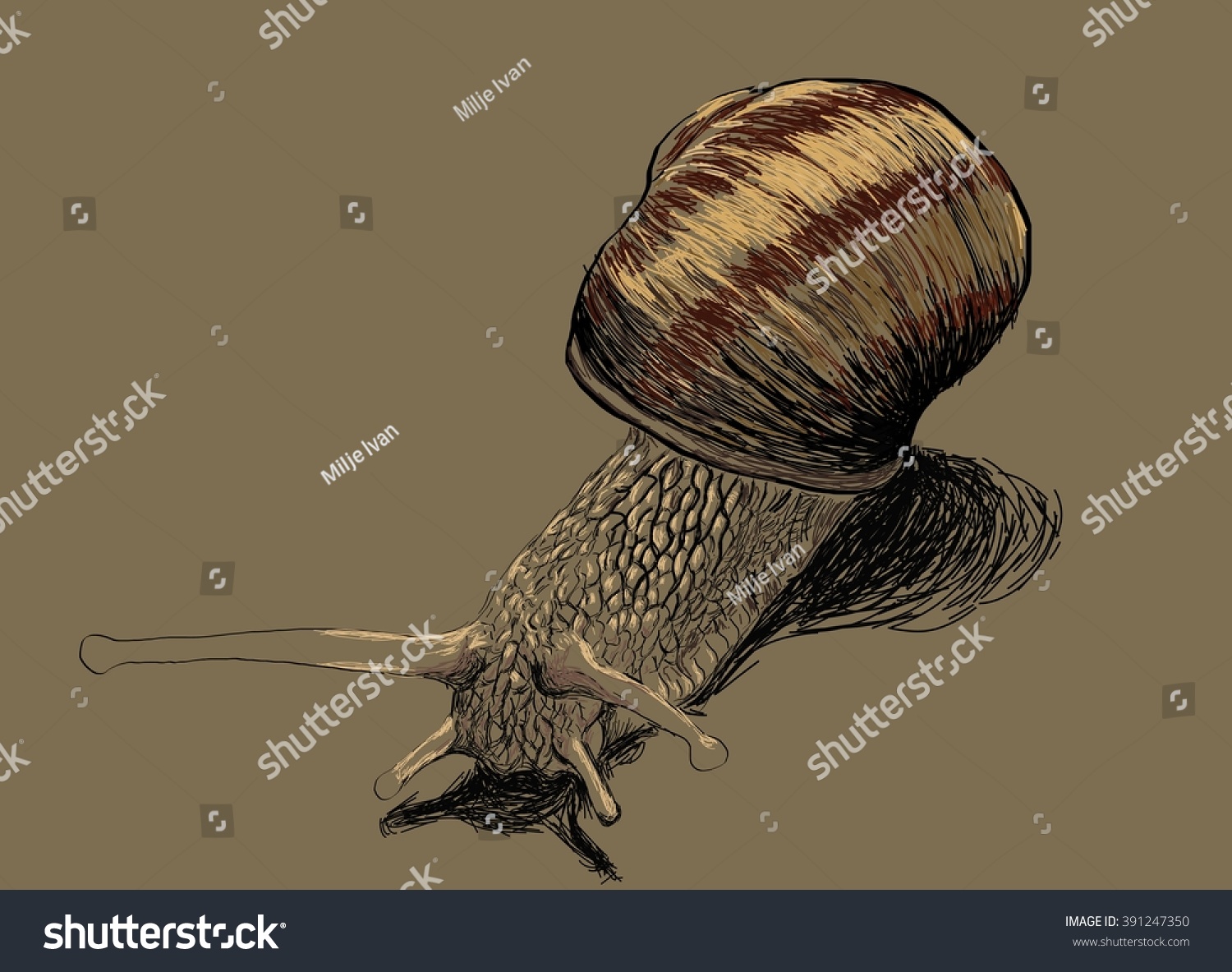 Snail Hand Sketch Vector Stock Vector (Royalty Free) 391247350 ...