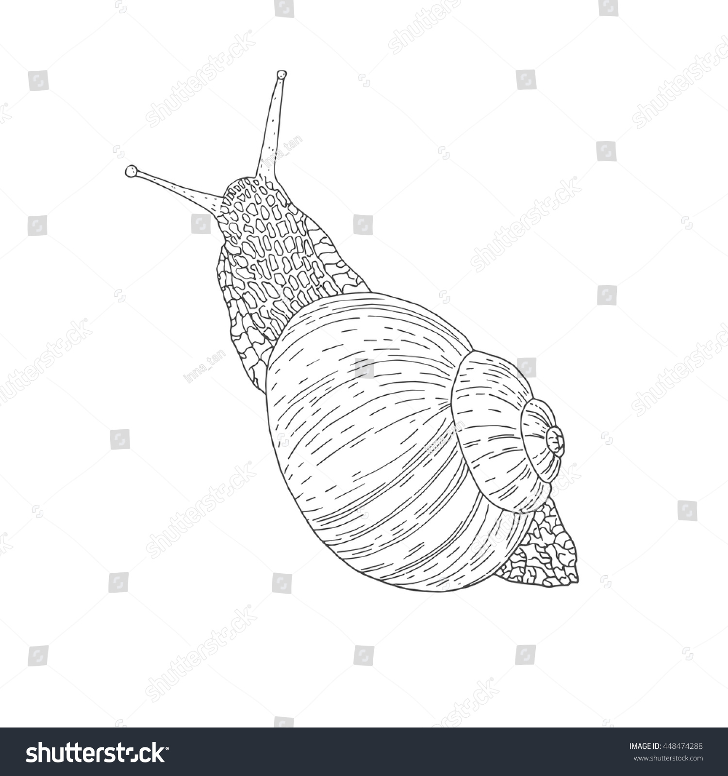 Snail Lines Stock Vector (Royalty Free) 448474288 | Shutterstock