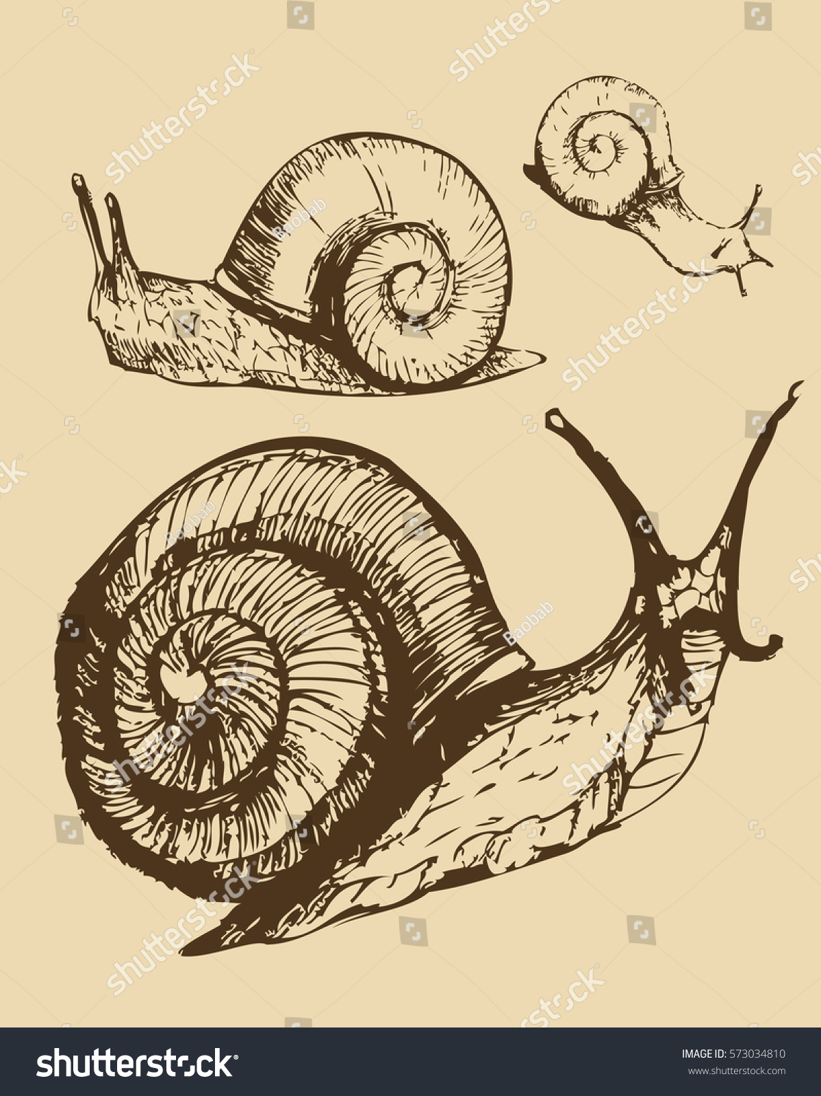 Snails Sketch Vector Illustration: เวกเตอร์สต็อก (ปลอดค่าลิขสิทธิ์ ...
