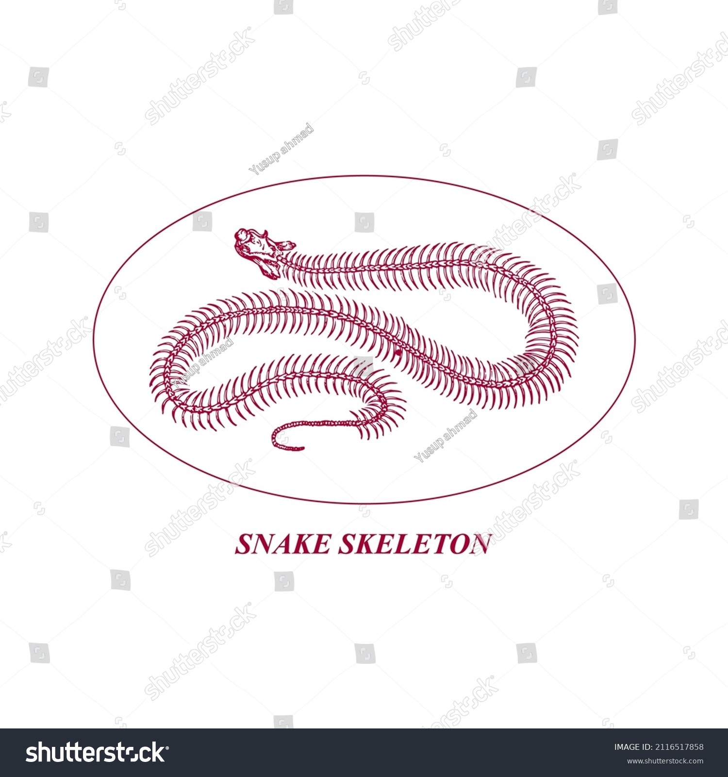 Snake Skull Skeleton Illustration Vector Stock Vector (Royalty Free ...