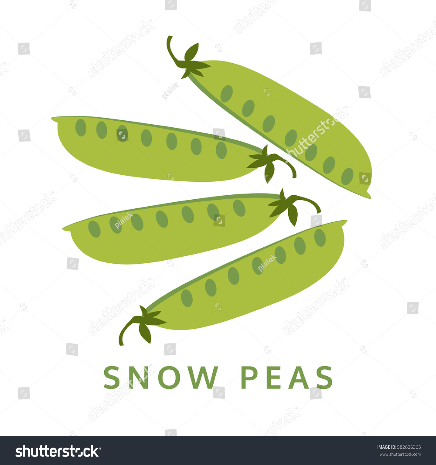 Snow Peas Illustration Isolated Vegetable Vector Stock Vector 582626365 ...