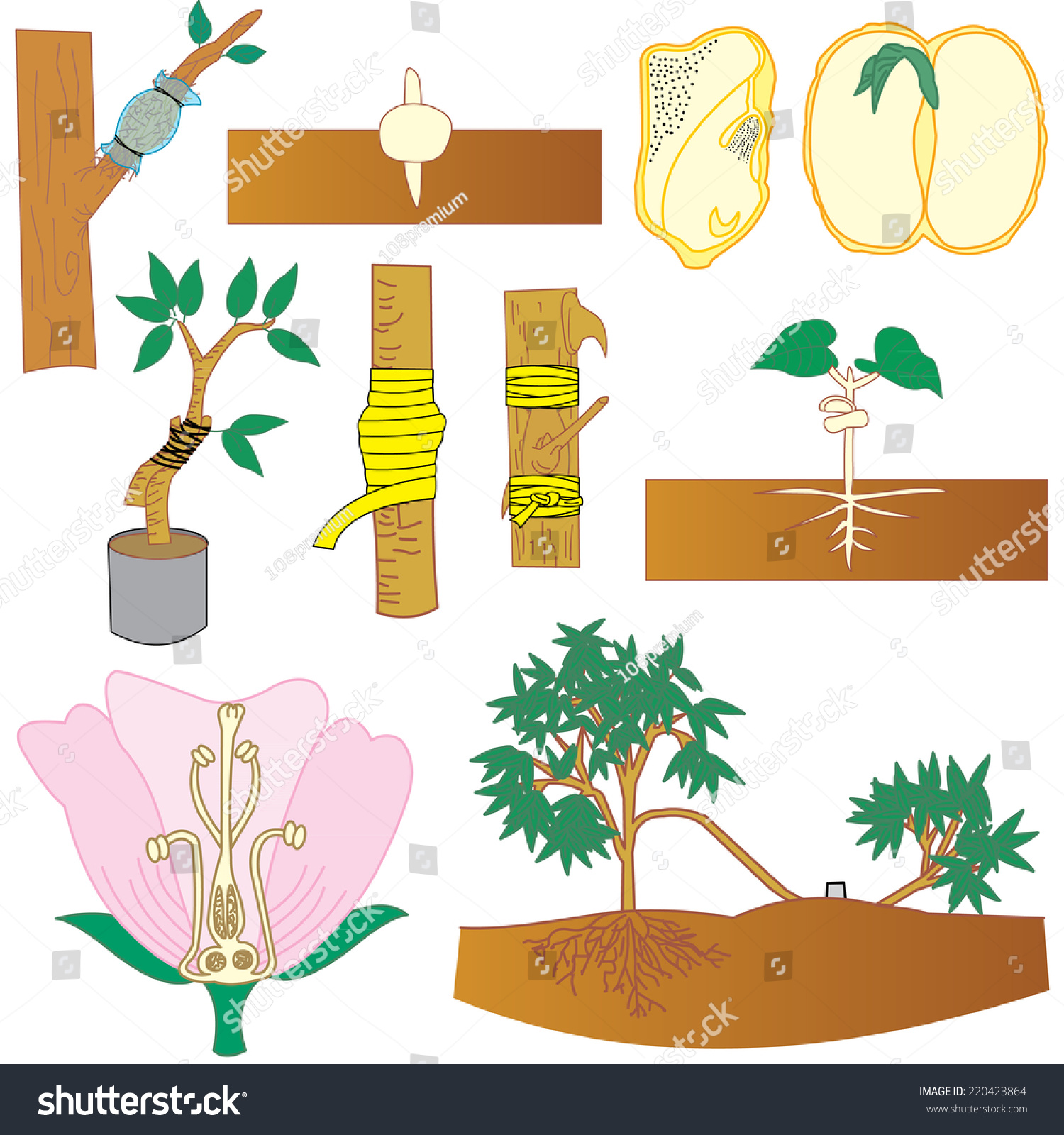 Sowing Pruning Branches Connections Tree Breeding Stock Vector (Royalty ...