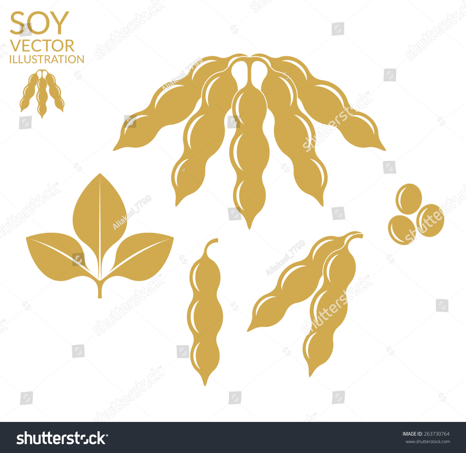 Soybean Soy Bean Vector Illustration Stock Vector (Royalty Free ...
