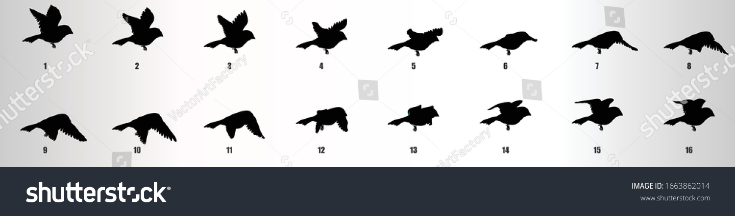 492 Bird flying sequence Images, Stock Photos & Vectors | Shutterstock