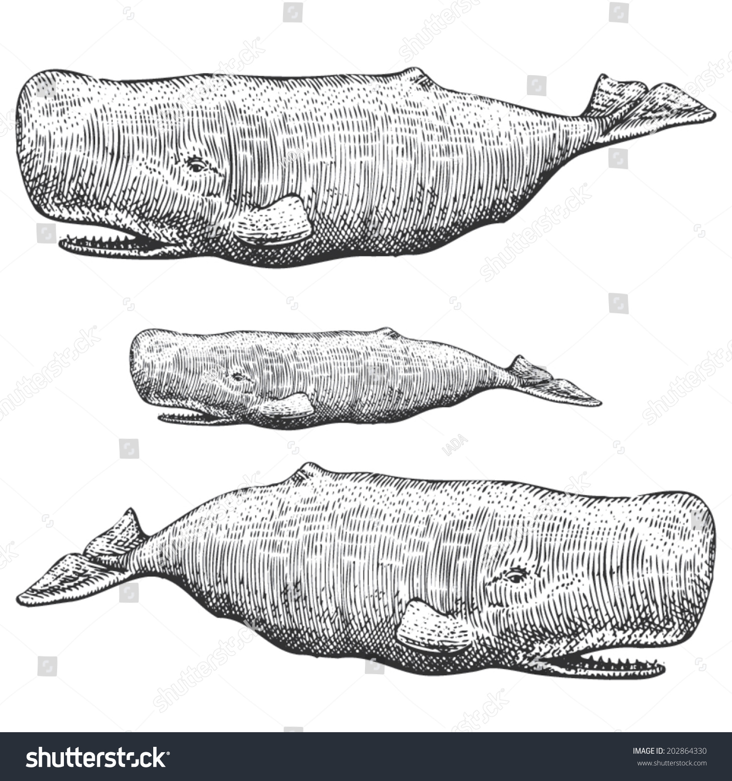 Sperm Whale Illustrations Stock Vector (Royalty Free) 202864330