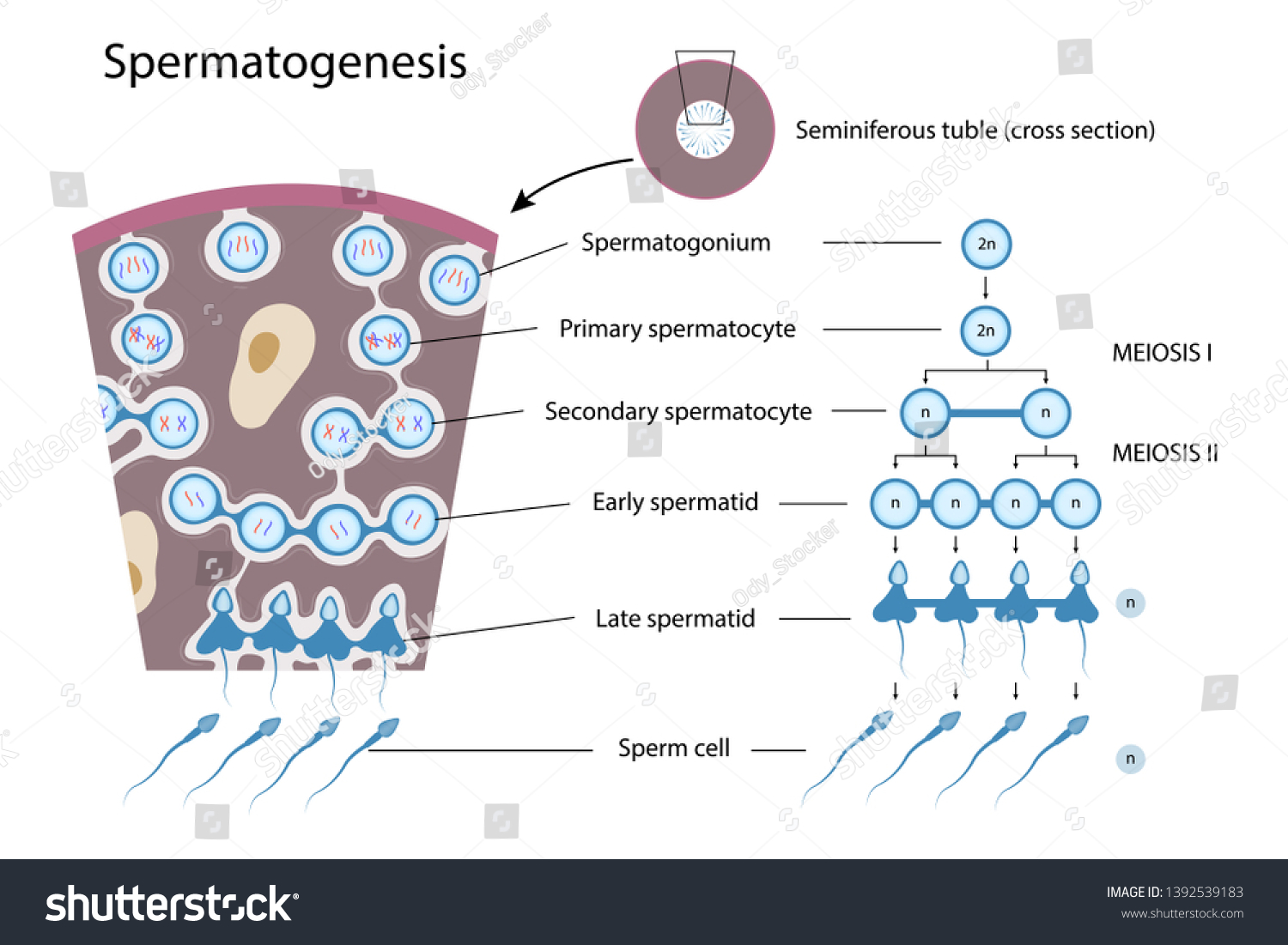 Vektor Stok Spermatogenesis Sperm Creation Development Process Vector ...
