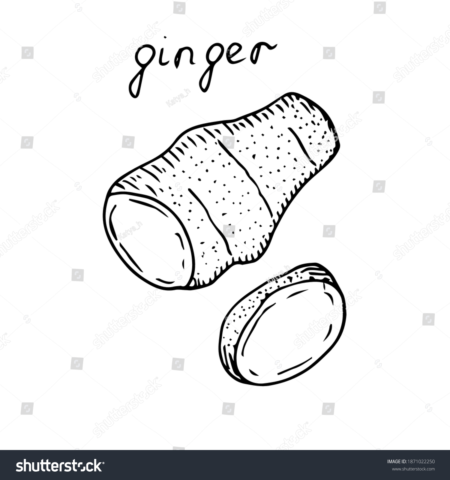 Spice Ginger Vector Illustration Hand Drawing Stock Vector (Royalty ...