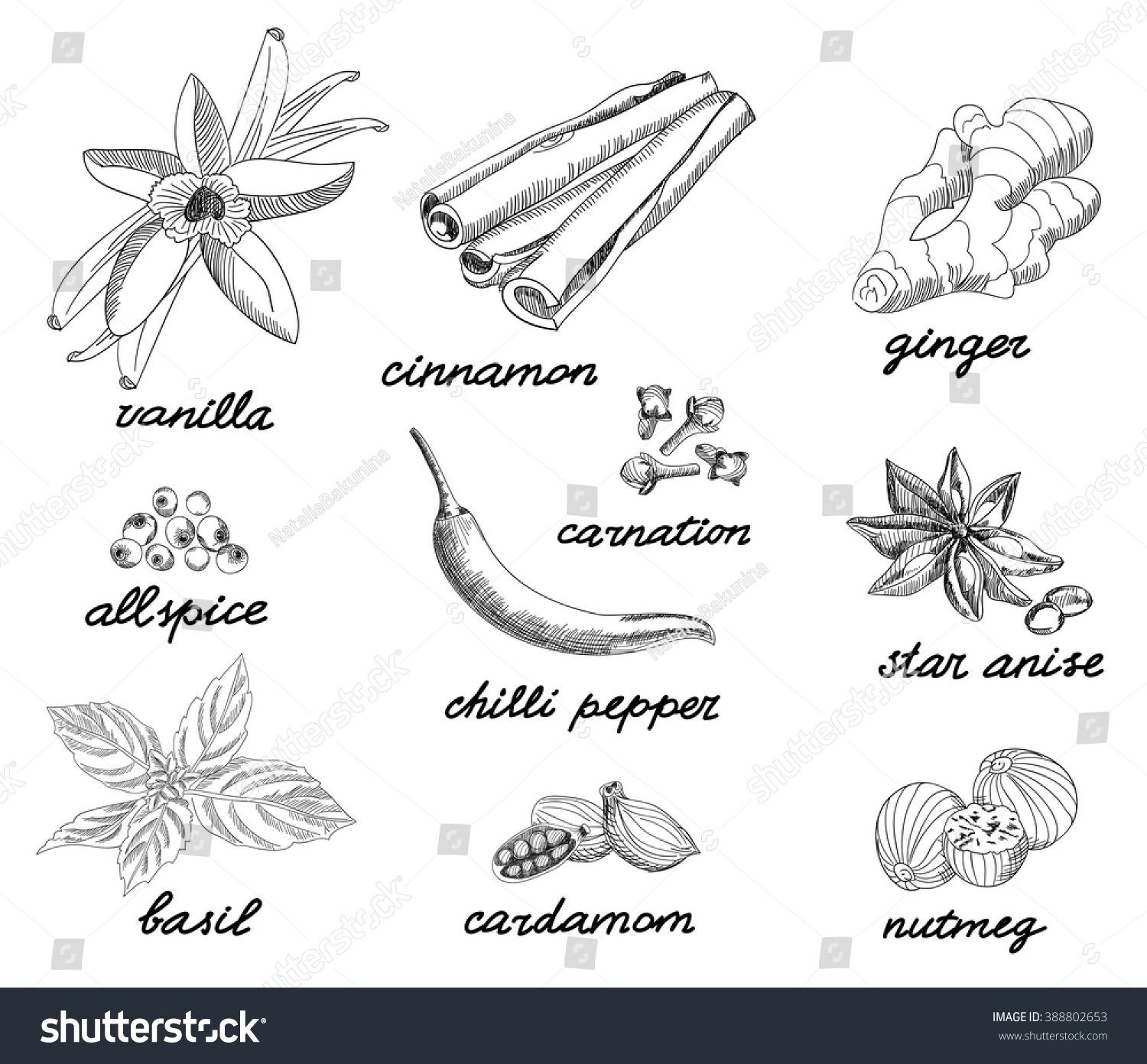 Spice Sketch Collection Stock Vector (Royalty Free) 388802653