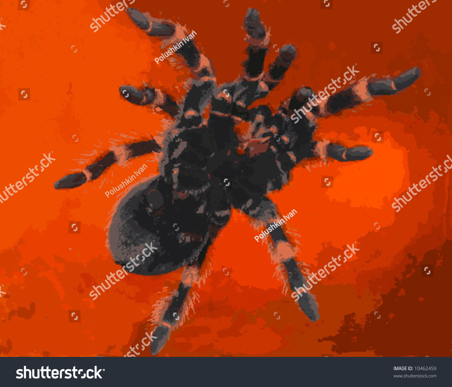 Spider Bottom View Stock Vector (Royalty Free) 10462459 | Shutterstock