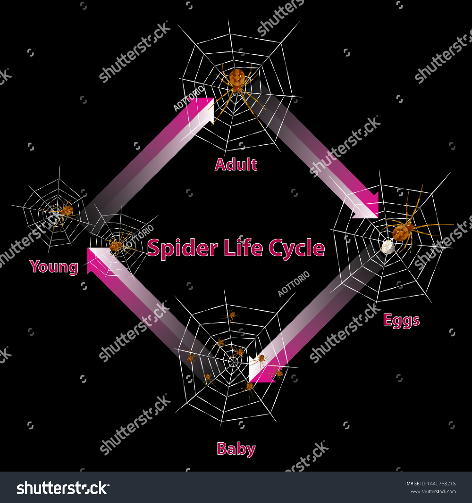 Spider Life Cycle Vector Illustration Stock Vector (Royalty Free ...
