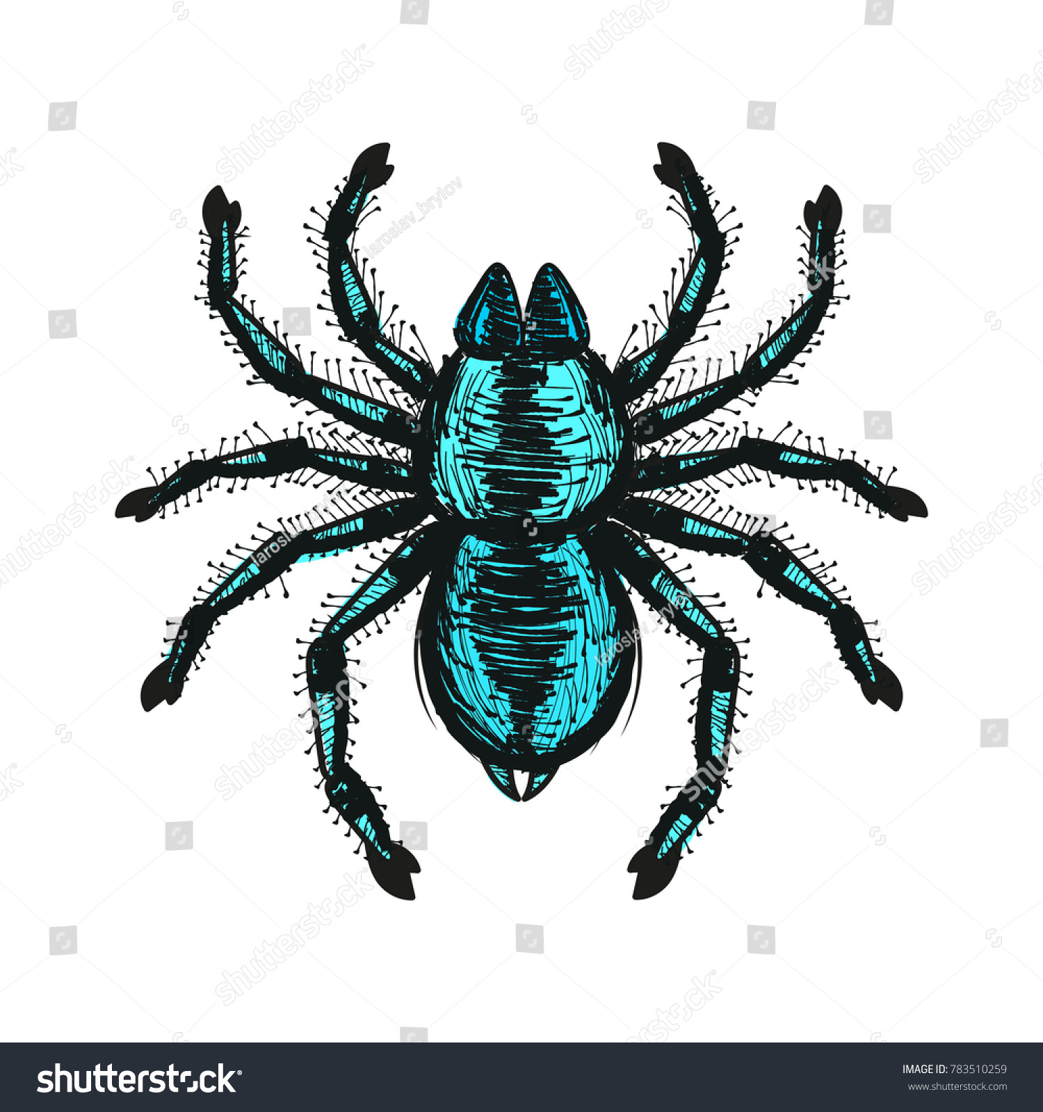 Spider Tarantula Vector Color Drawing Vector: เวกเตอร์สต็อก (ปลอดค่า ...