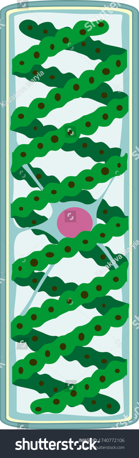Spirogyra Charophyte Green Algae Isolated On Stock Vector (Royalty Free ... Spirogyra Charophyte Green Algae Isolated On Stock Vector (Royalty Free ...