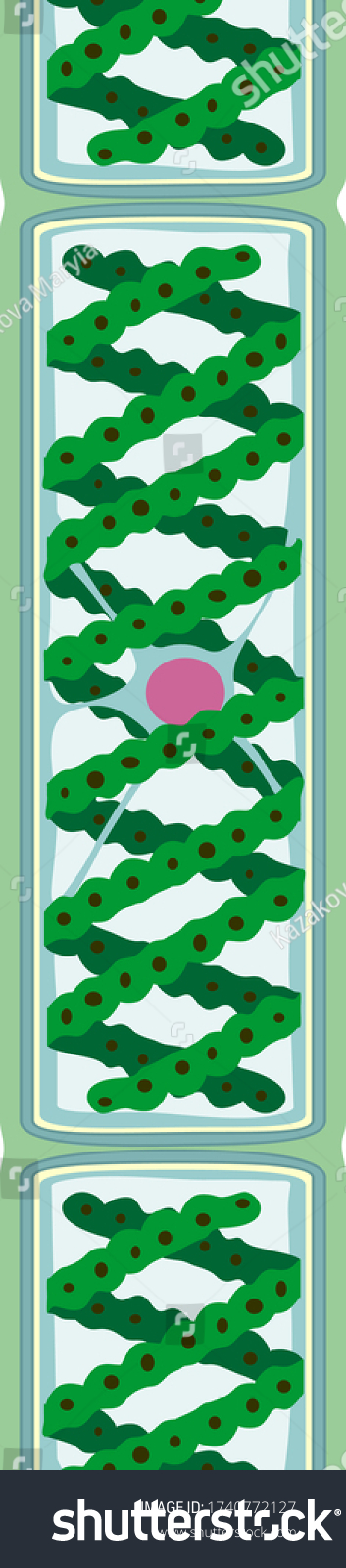 Spirogyra Charophyte Green Algae Isolated On Stock Vector (Royalty Free ... Spirogyra Charophyte Green Algae Isolated On Stock Vector (Royalty Free ...
