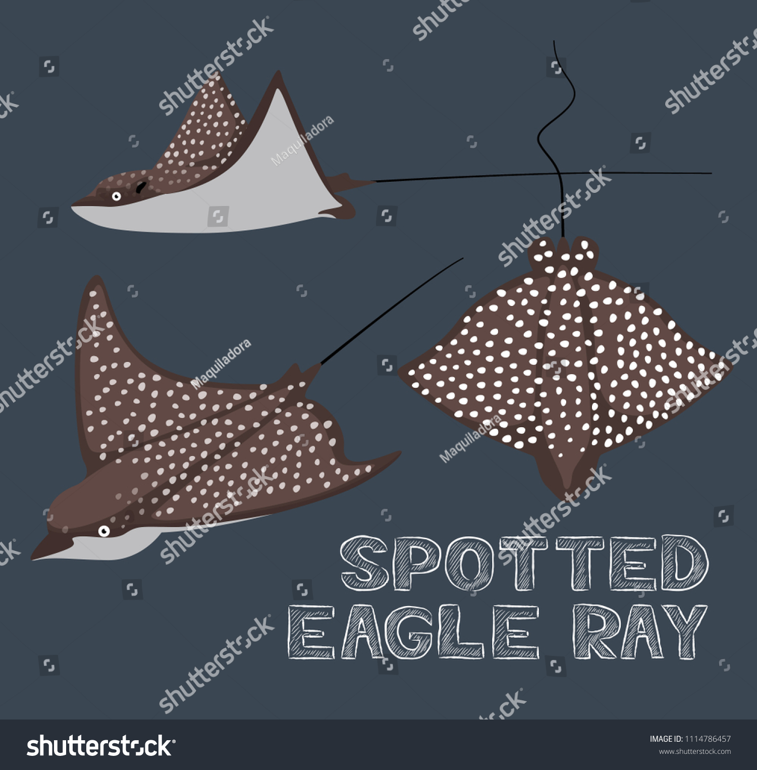 Spotted Eagle Ray Cartoon Vector Illustration: vector de stock (libre ...