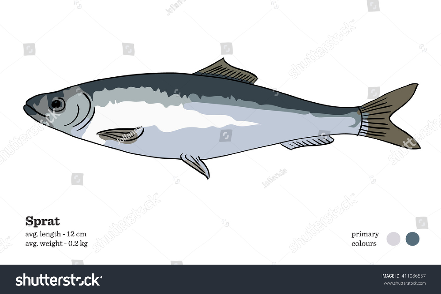 Sprat Fish Vector Illustration Stock Vector (Royalty Free) 411086557 ...