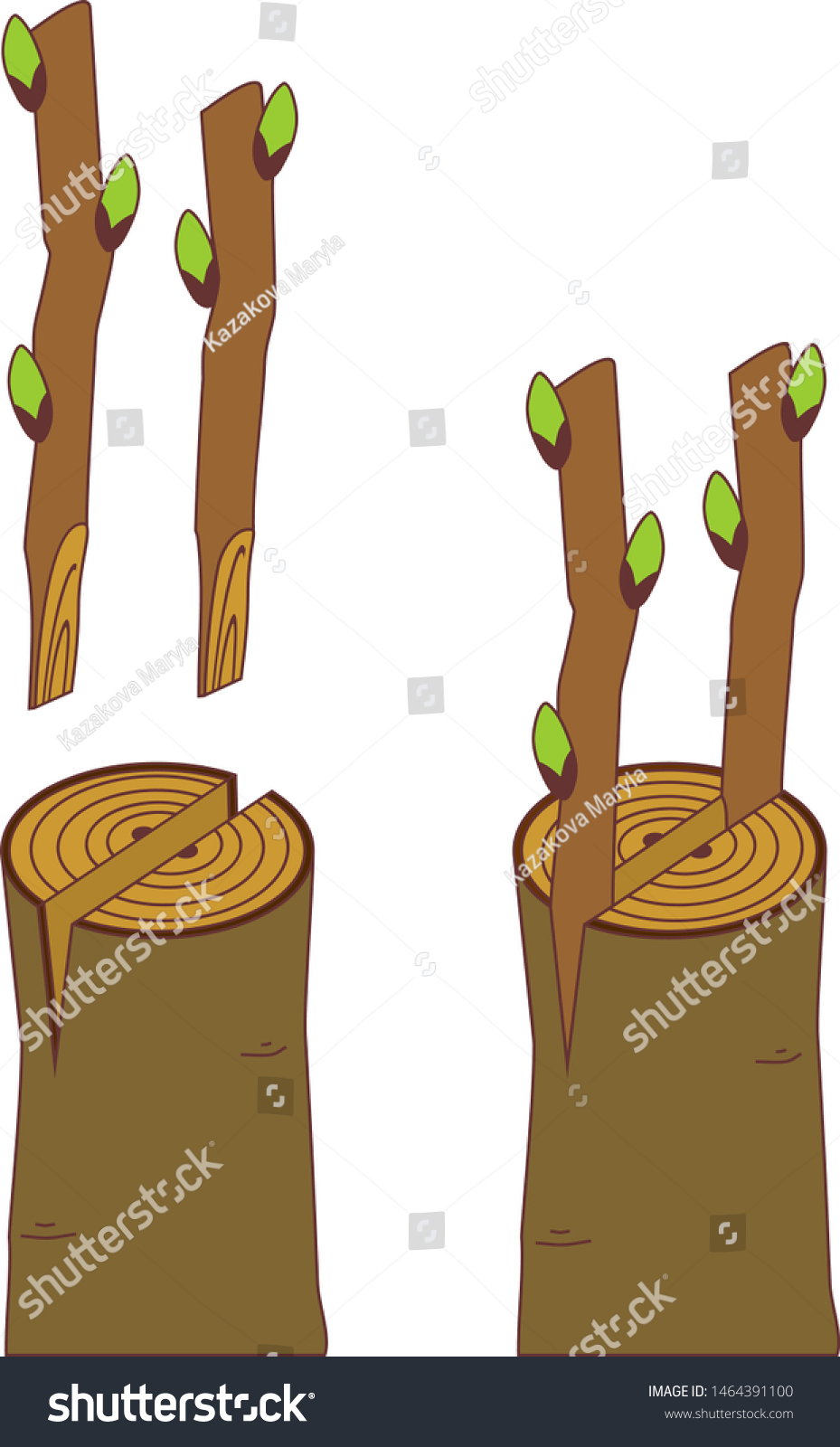 Spring Grafting Tree Cleft Graft Stock Vector (Royalty Free) 1464391100 ...