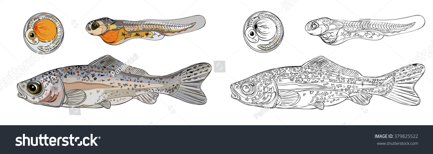 Stage Development Fish Vector Image Stock Vector (Royalty Free) 379825522