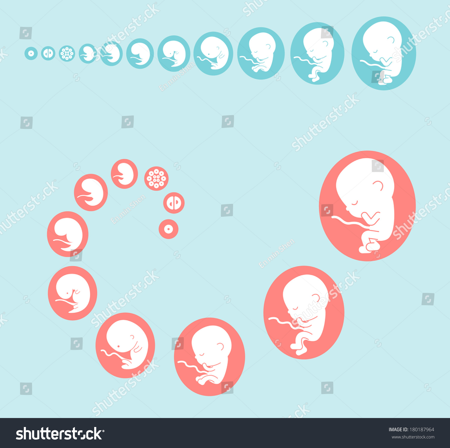 Stages Human Embryonic Development 스톡 벡터(로열티 프리) 180187964