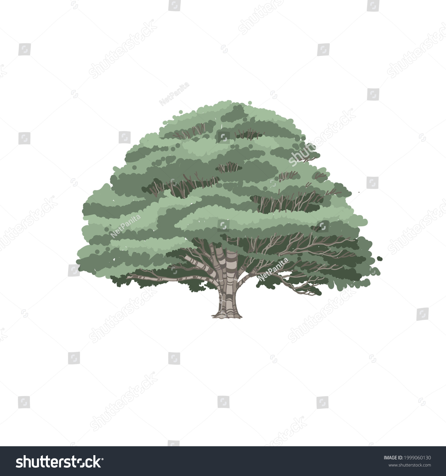 505 Giant monkey pod tree Gambar, Foto Stok & Vektor | Shutterstock