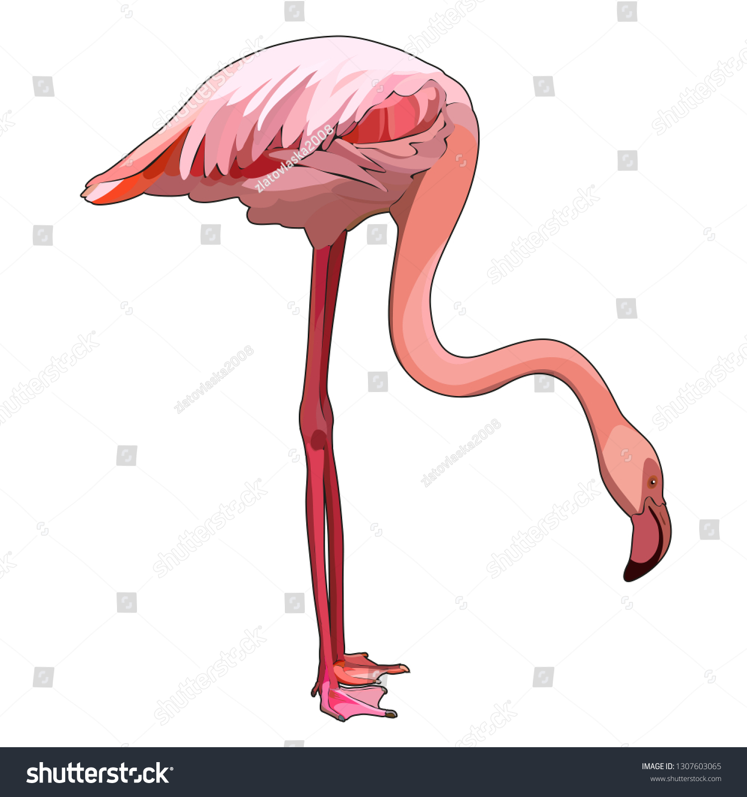 Standing Flamingo Vector Illustration: เวกเตอร์สต็อก (ปลอดค่าลิขสิทธิ์ ...
