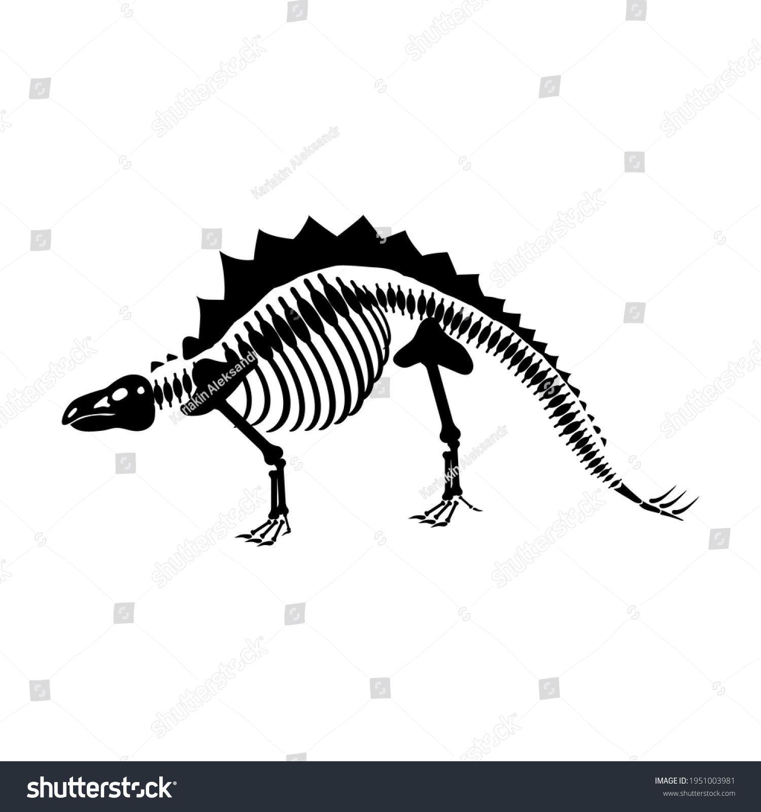 Stegosaurus Skeleton Drawing Vector Illustration: เวกเตอร์สต็อก (ปลอด ...
