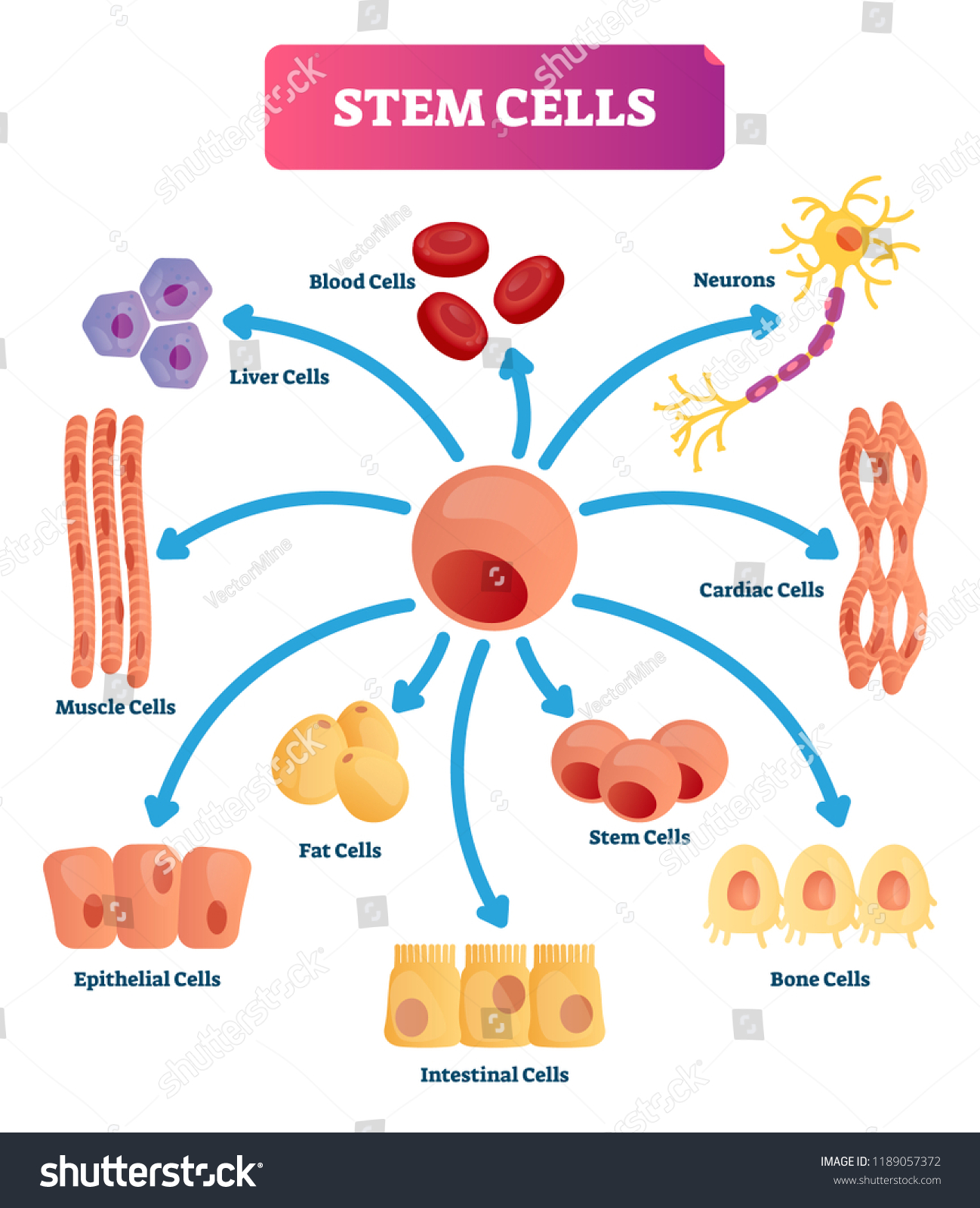 Stem Cells Vector Illustration Medical Labeled: Vector có sẵn (miễn phí ... Stem Cells Vector Illustration Medical Labeled: Vector có sẵn (miễn phí ...
