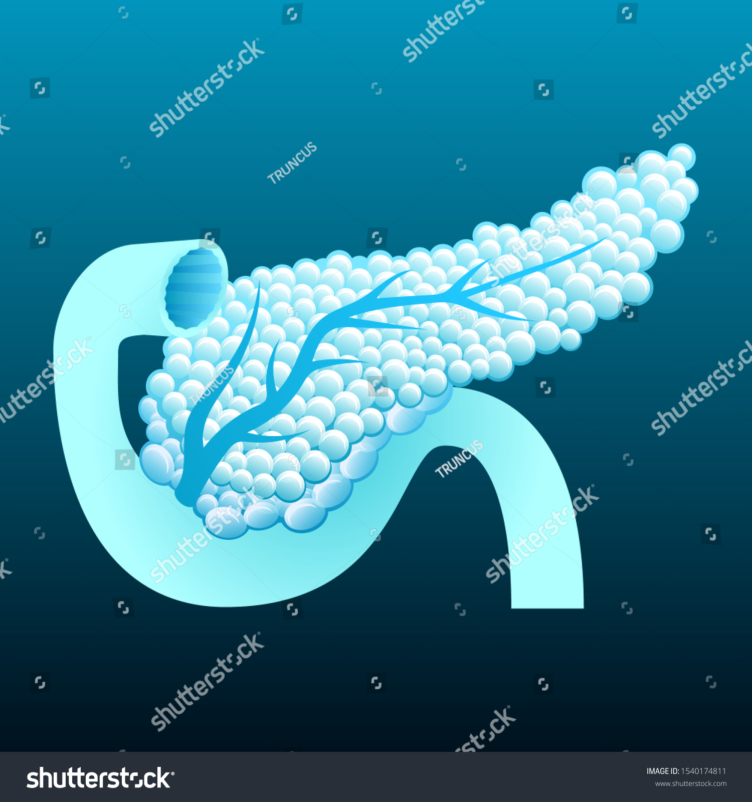 Stock Vector Human Pancreas Internal Schema: vector de stock (libre de ... Stock Vector Human Pancreas Internal Schema: vector de stock (libre de ...