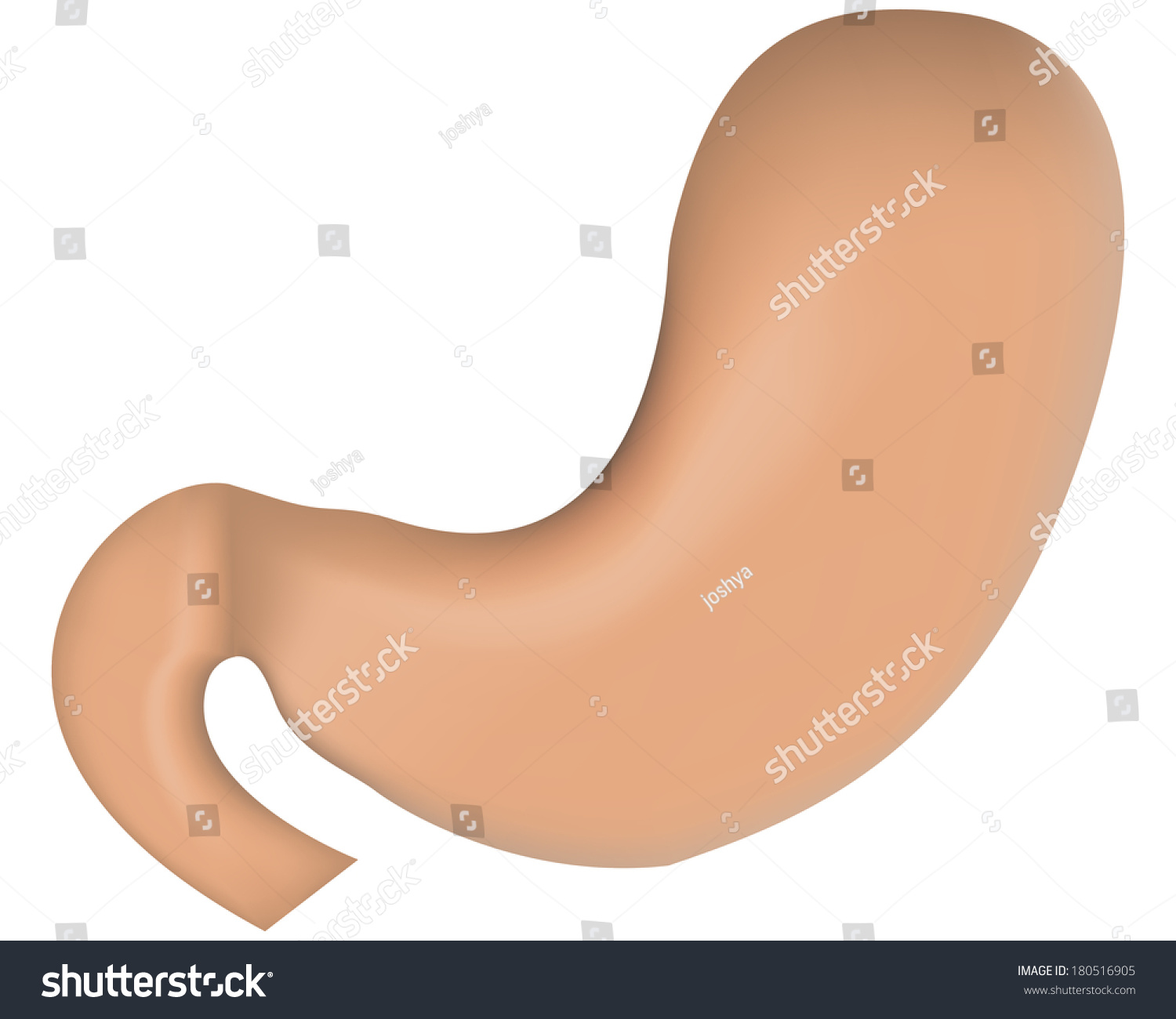 Stomach Diagram Stock Vector (Royalty Free) 180516905