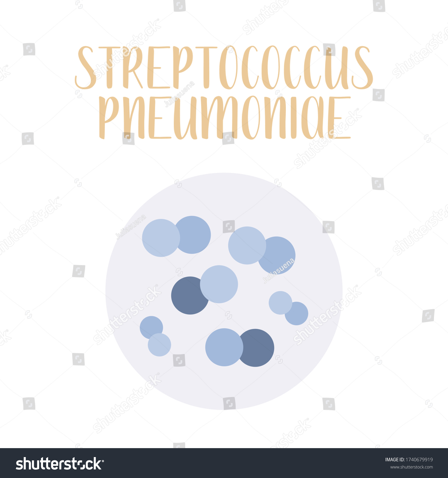 Streptococcus Pneumoniae Pneumococcus Pathogen Spherical Grampositive ...
