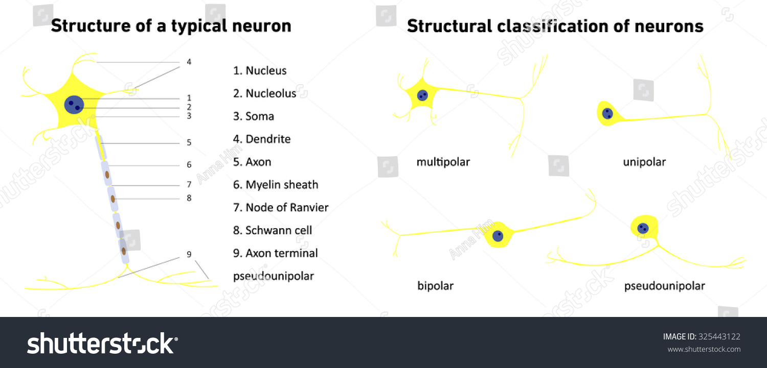 Structural Classification Neurons Neuronal Types Neuron: เวกเตอร์สต็อก ... Structural Classification Neurons Neuronal Types Neuron: เวกเตอร์สต็อก ...
