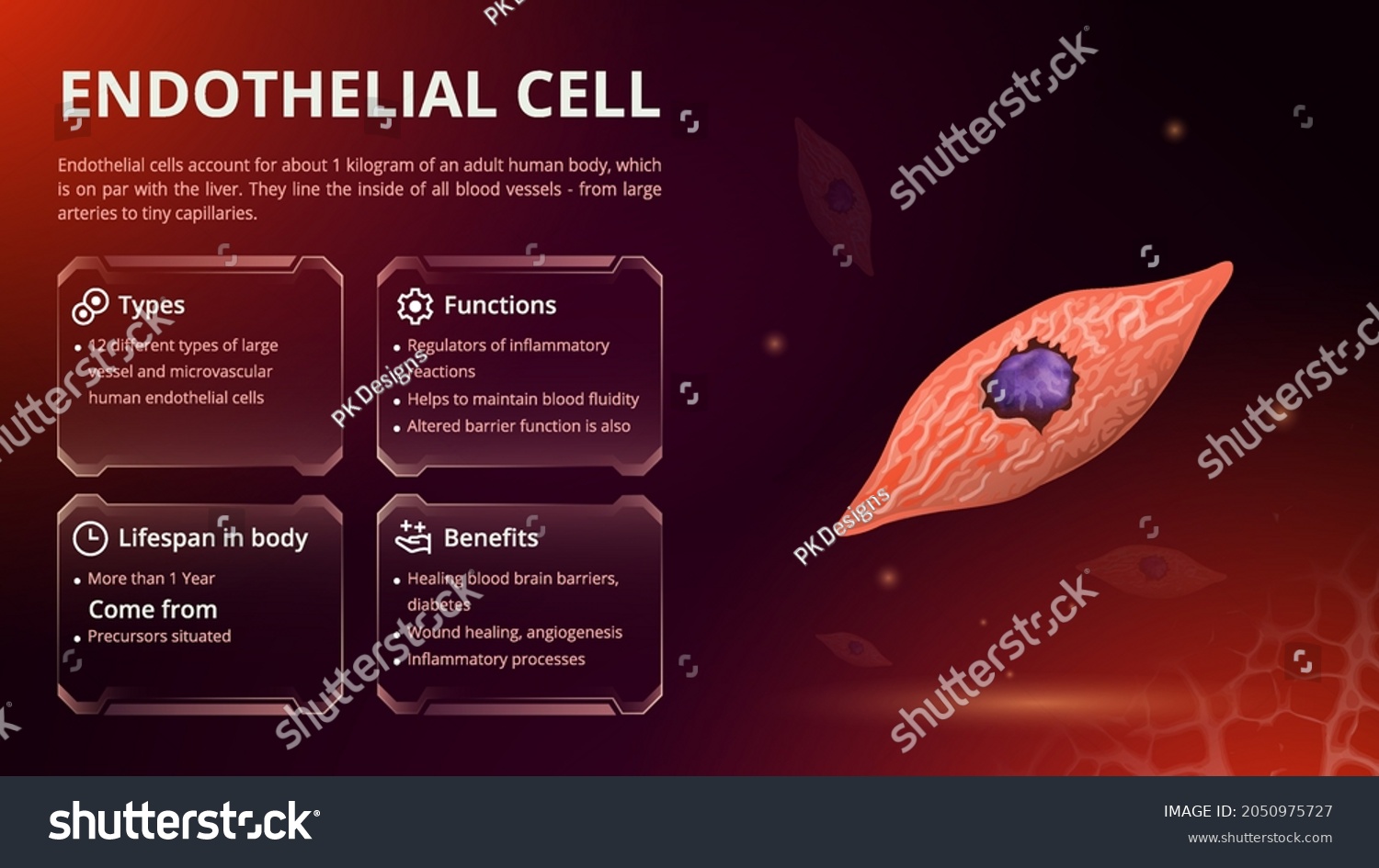 130 imágenes de Vascular endothelial cells - Imágenes, fotos y vectores ...