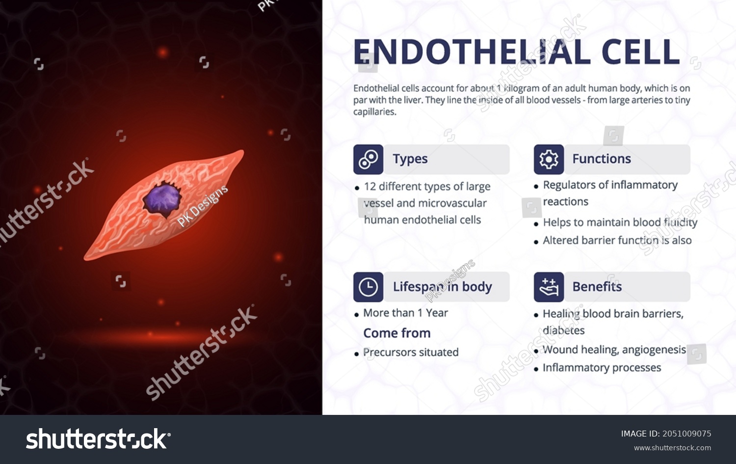 Structure Function Types Endothelial Cell Vector Stock Vector (Royalty ...