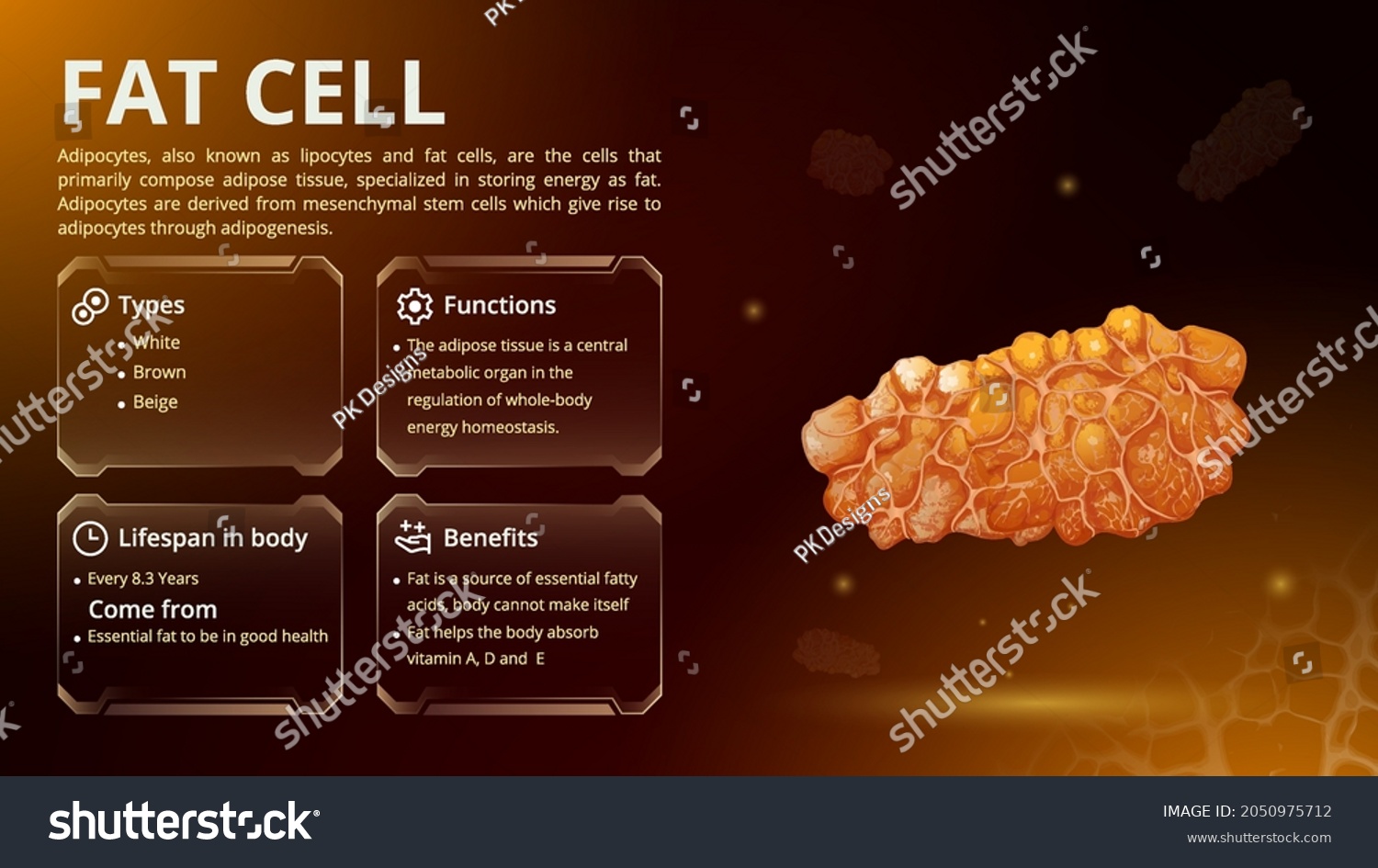 Structure Function Types Fat Cell Vector: เวกเตอร์สต็อก (ปลอดค่า ...