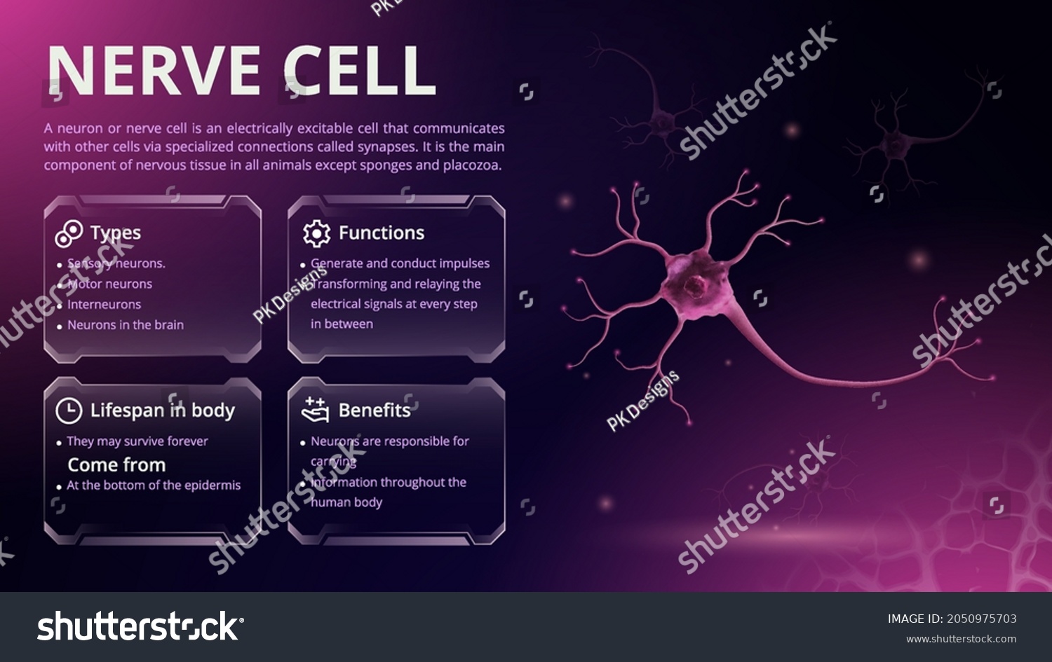 Structure Function Types Nerve Cell Vector: เวกเตอร์สต็อก (ปลอดค่า ...