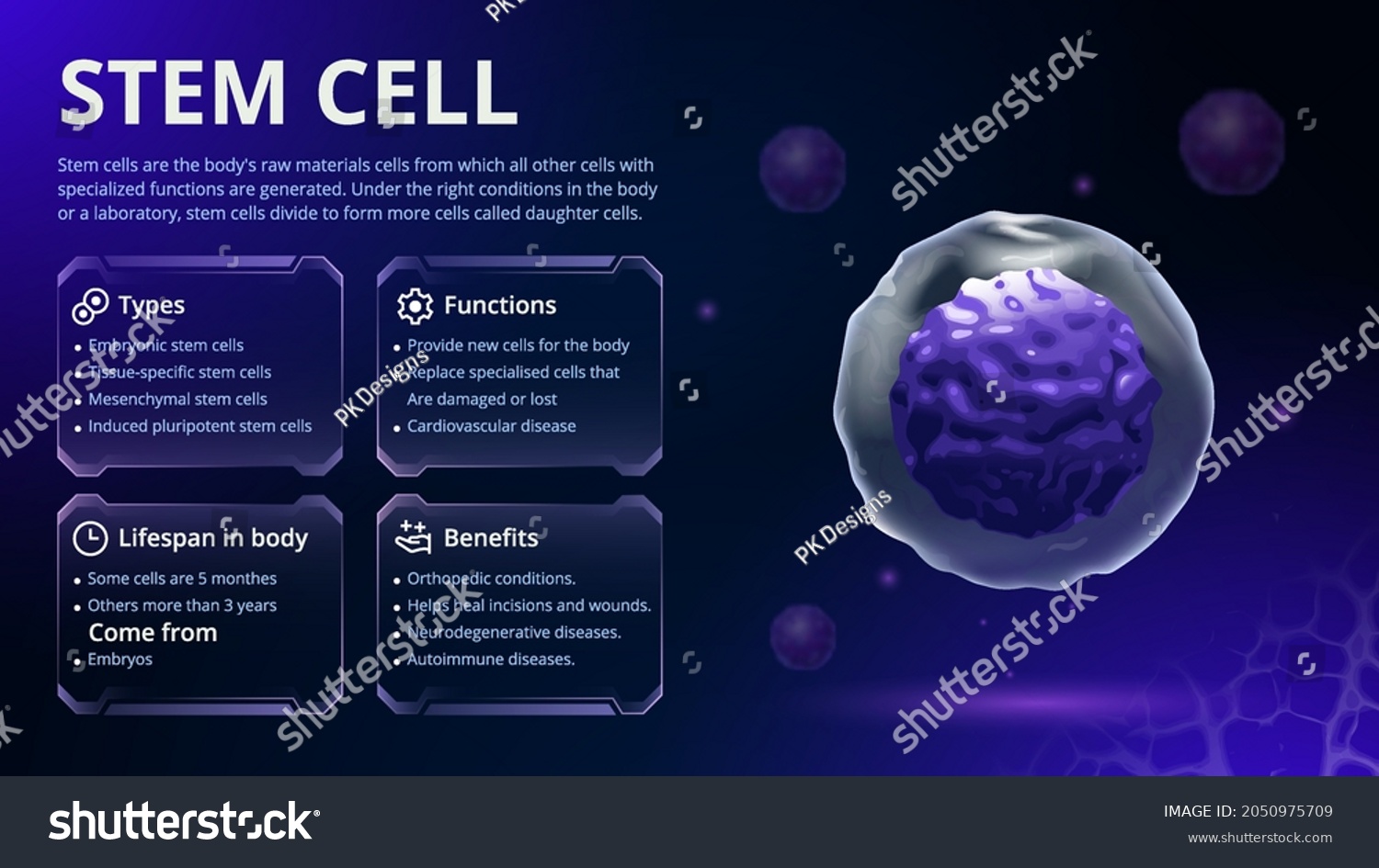 Structure Function Types Stem Cell Vector Stock Vector (Royalty Free ...