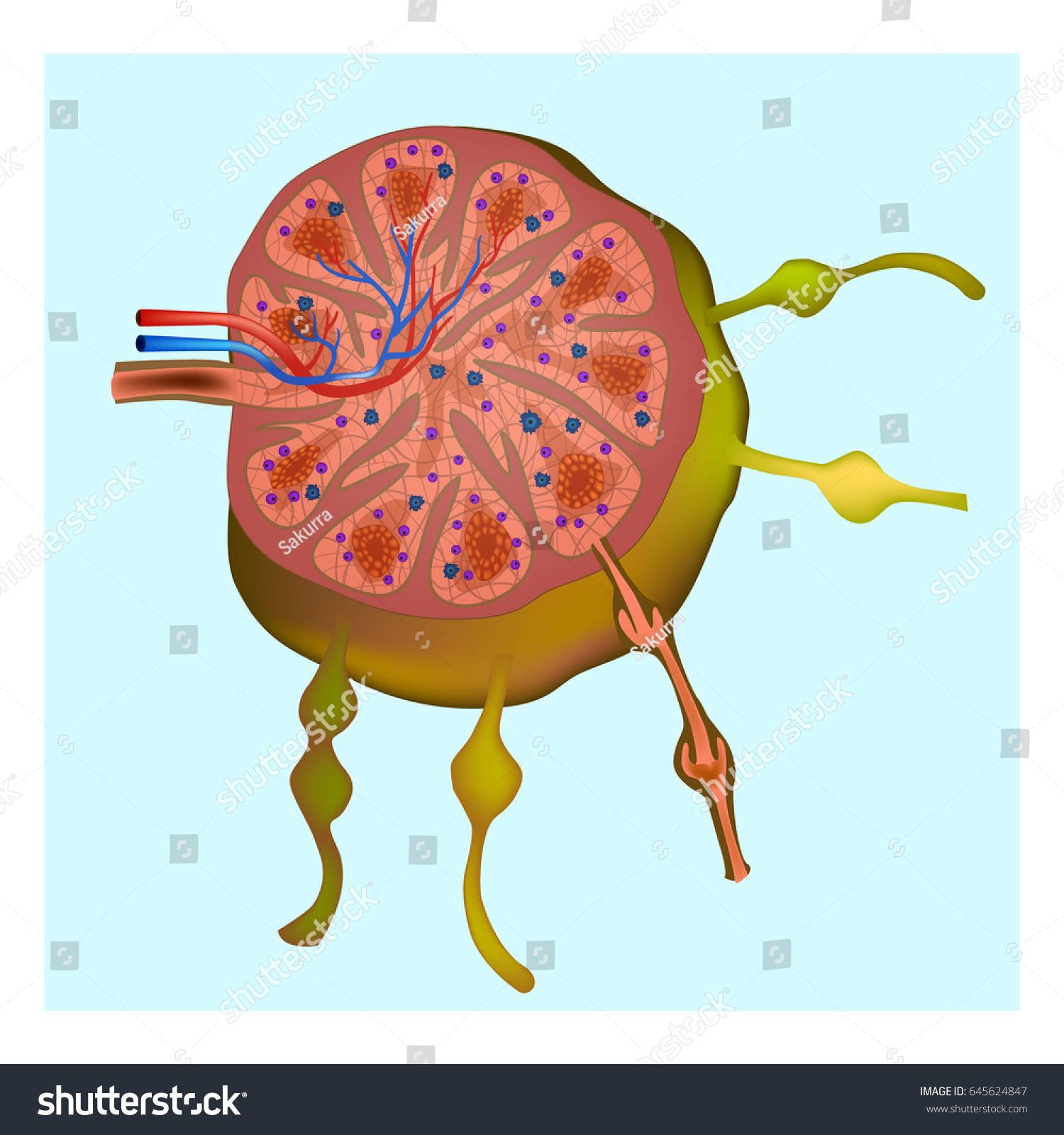 Structure d'un ganglion lymphatique. Le système : image vectorielle de ...